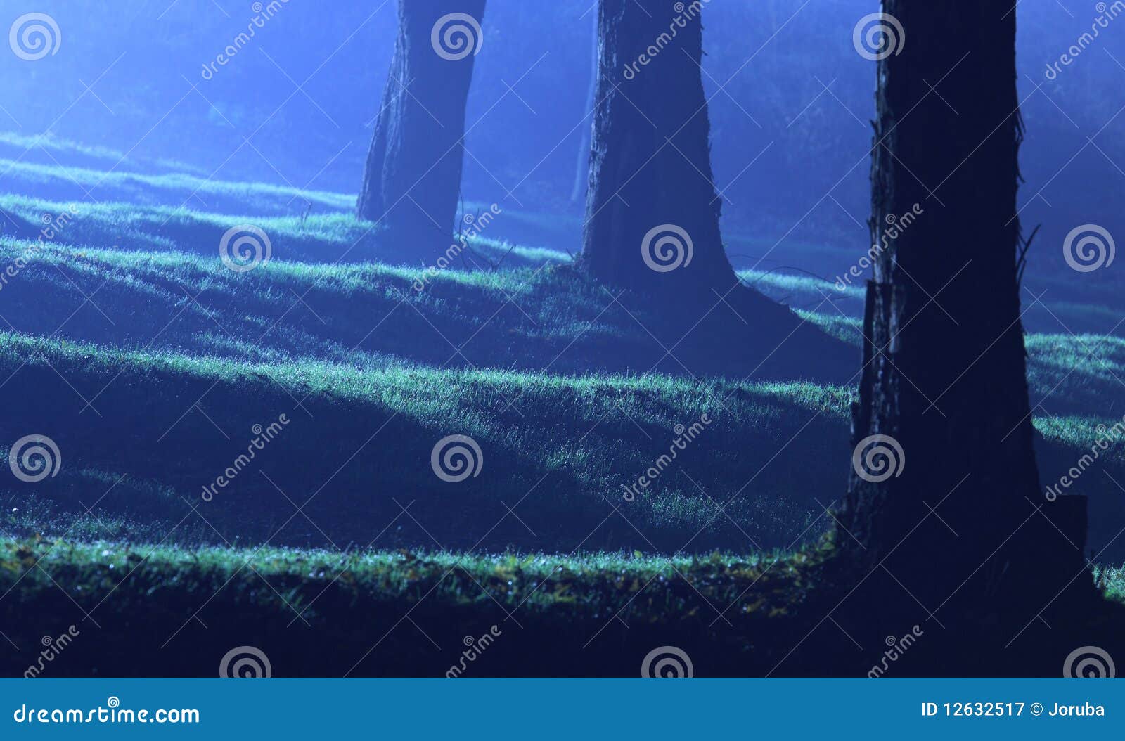 Three tree trunk stock image. Image of evening, foggy - 12632517