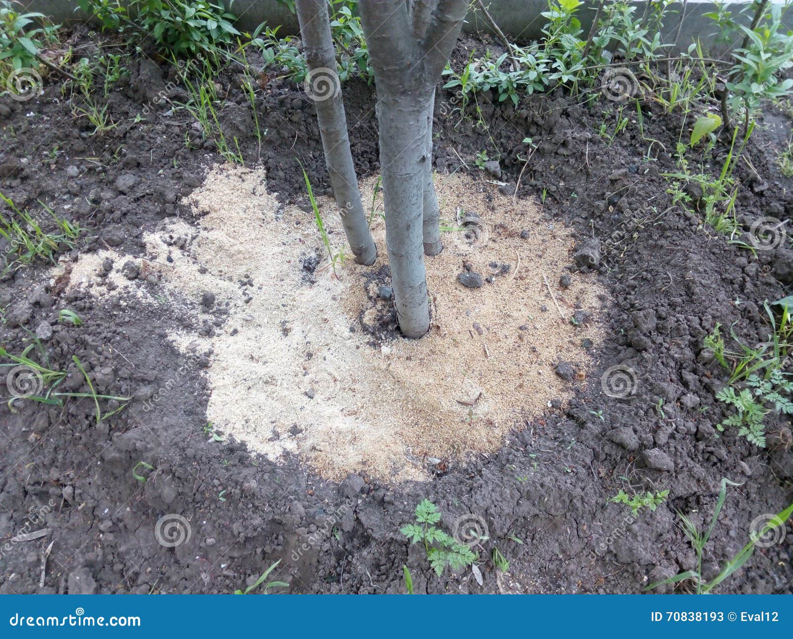 Three Tree Trunk Standing in a Bed of Brown Sand of the Land Stock ...