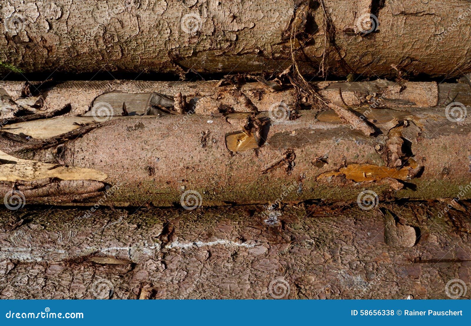 Three tree trunks stock photo. Image of tree, industry - 58656338
