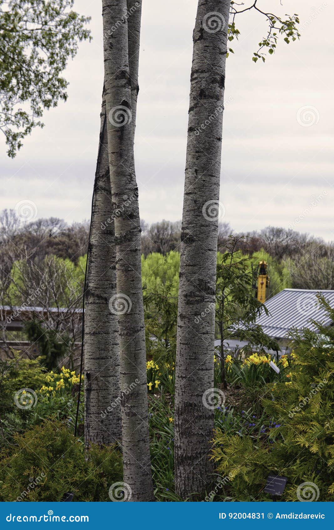 Three tree trunks stock image. Image of brush, brown - 92004831