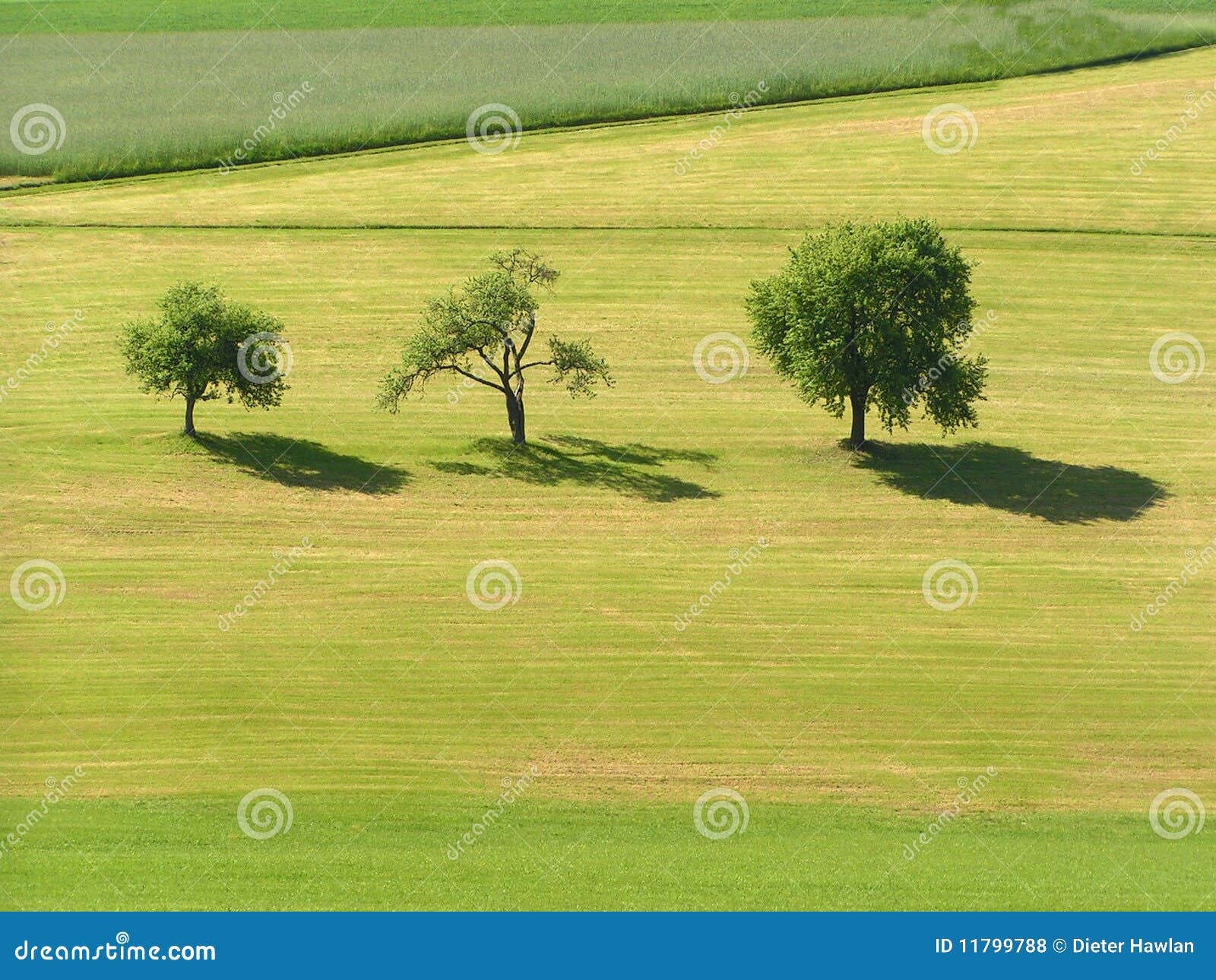 Three Trees stock photo. Image of flora, ground, meadow - 11799788