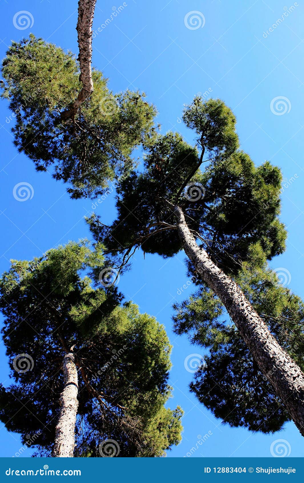 Three Trees stock photo. Image of plant, company, tree - 12883404