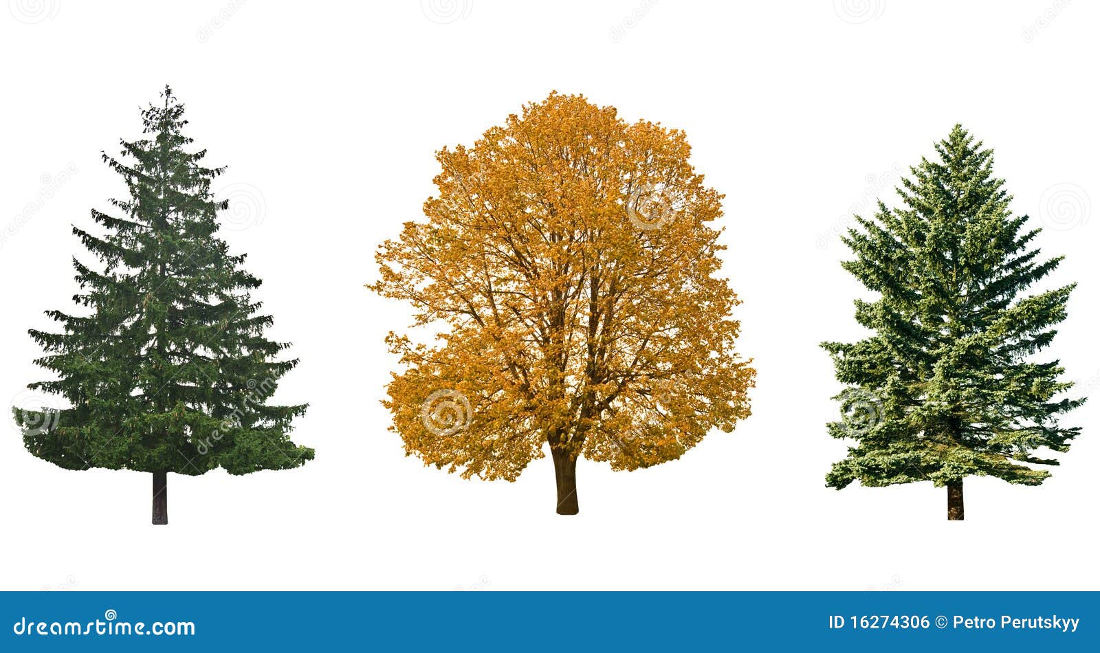 Three trees stock photo. Image of twig, branch, lifestyle - 16274306