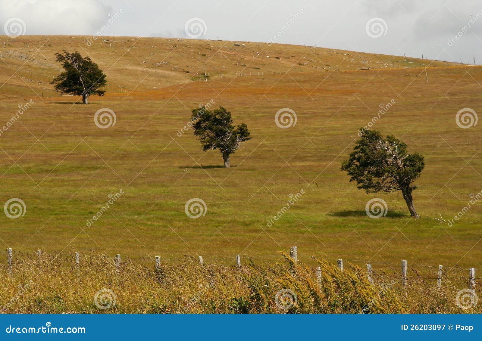 Three trees on a field stock image. Image of horizon - 26203097