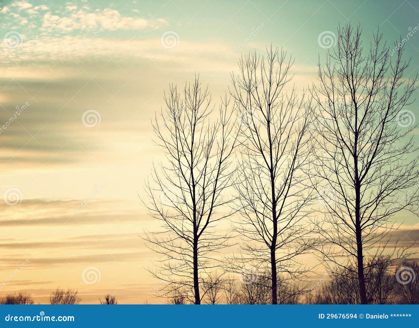 Three trees stock photo. Image of leaves, skies, wood - 29676594