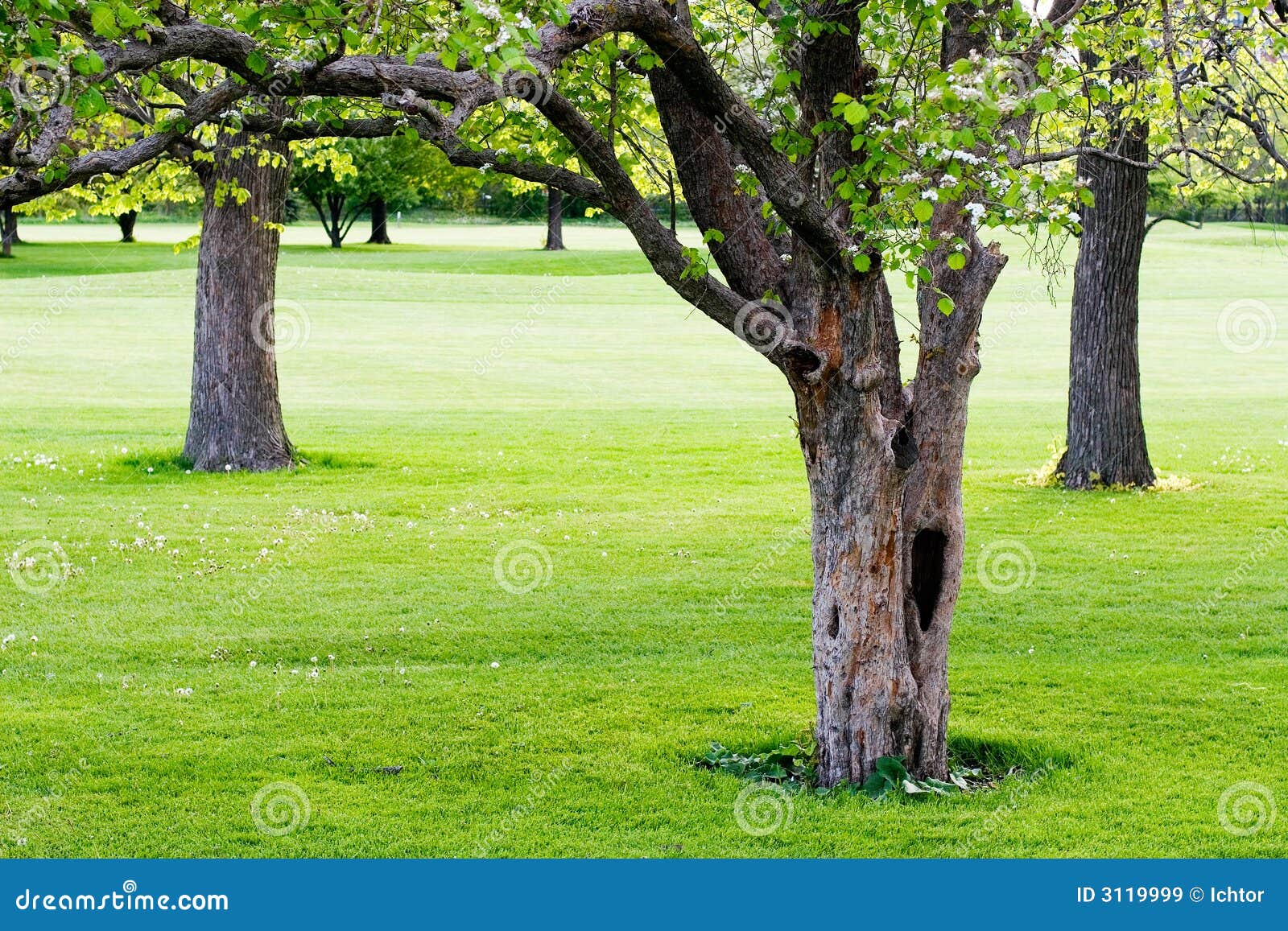 Three trees stock image. Image of three, green, wood, manicured - 3119999