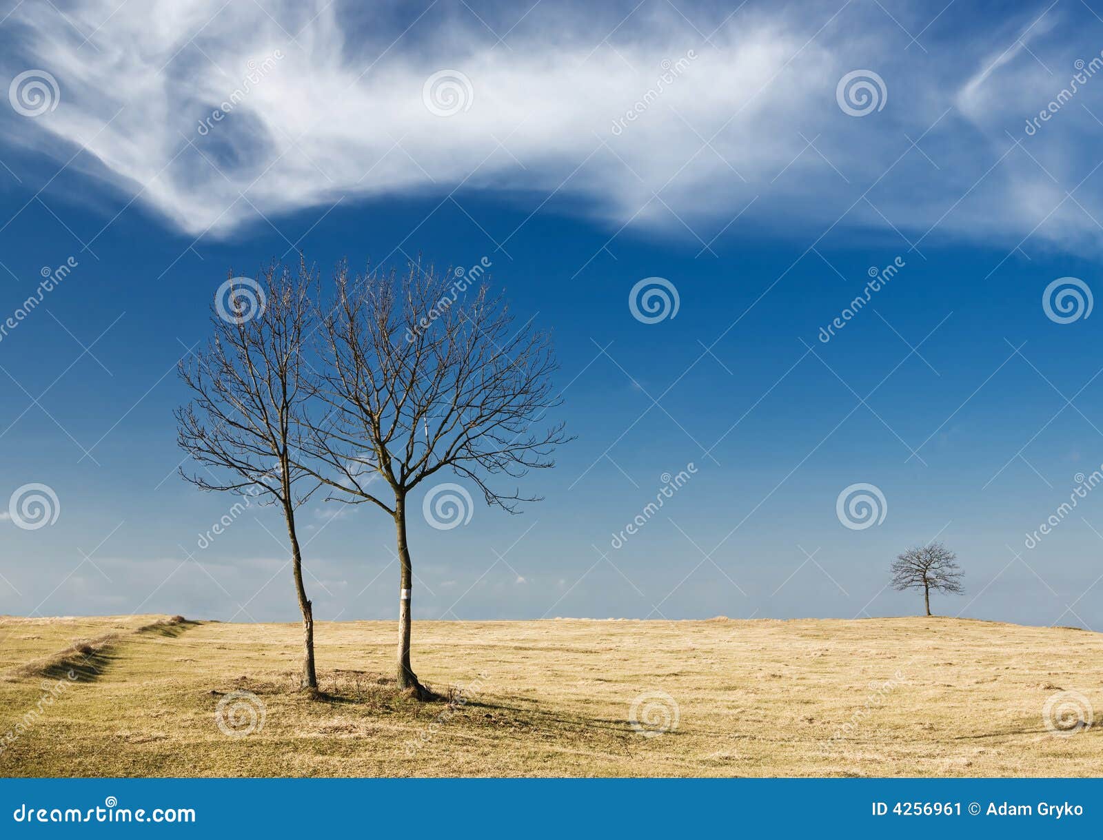 Three trees stock image. Image of colorful, meadow, field - 4256961