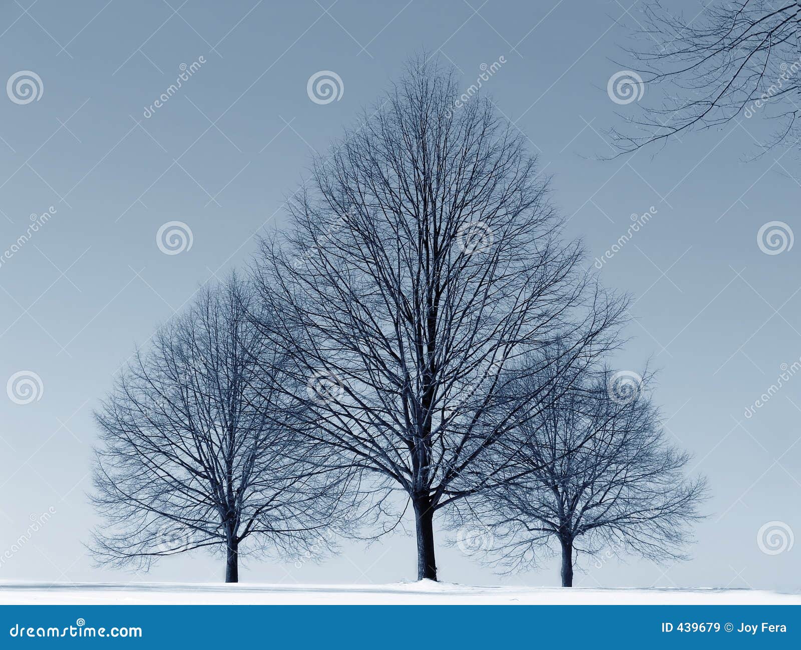 Three Trees stock image. Image of pennsylvania, snow, christmas - 439679