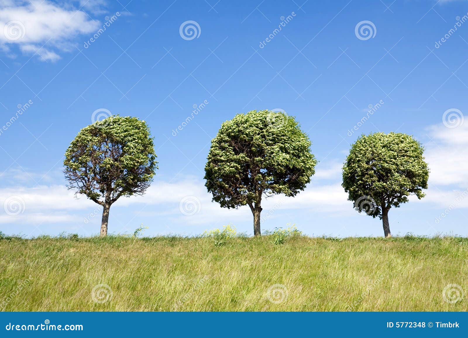 Three trees stock photo. Image of park, lawn, land, head - 5772348