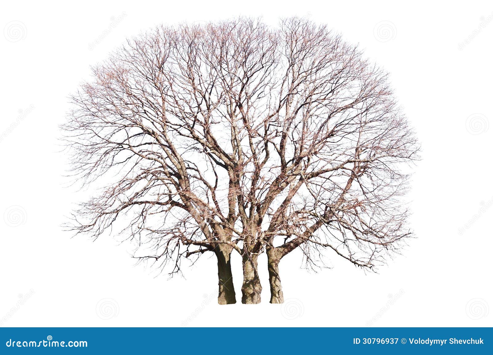 Three trees stock image. Image of season, linden, environment - 30796937