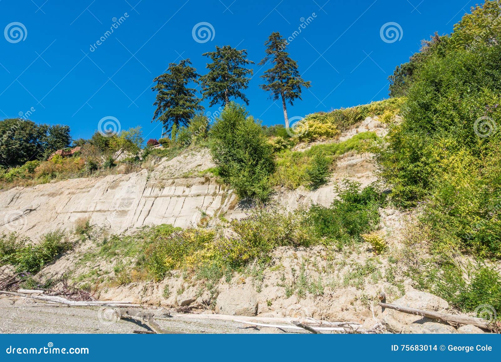 Three Trees on a Bluff stock photo. Image of hill, three - 75683014