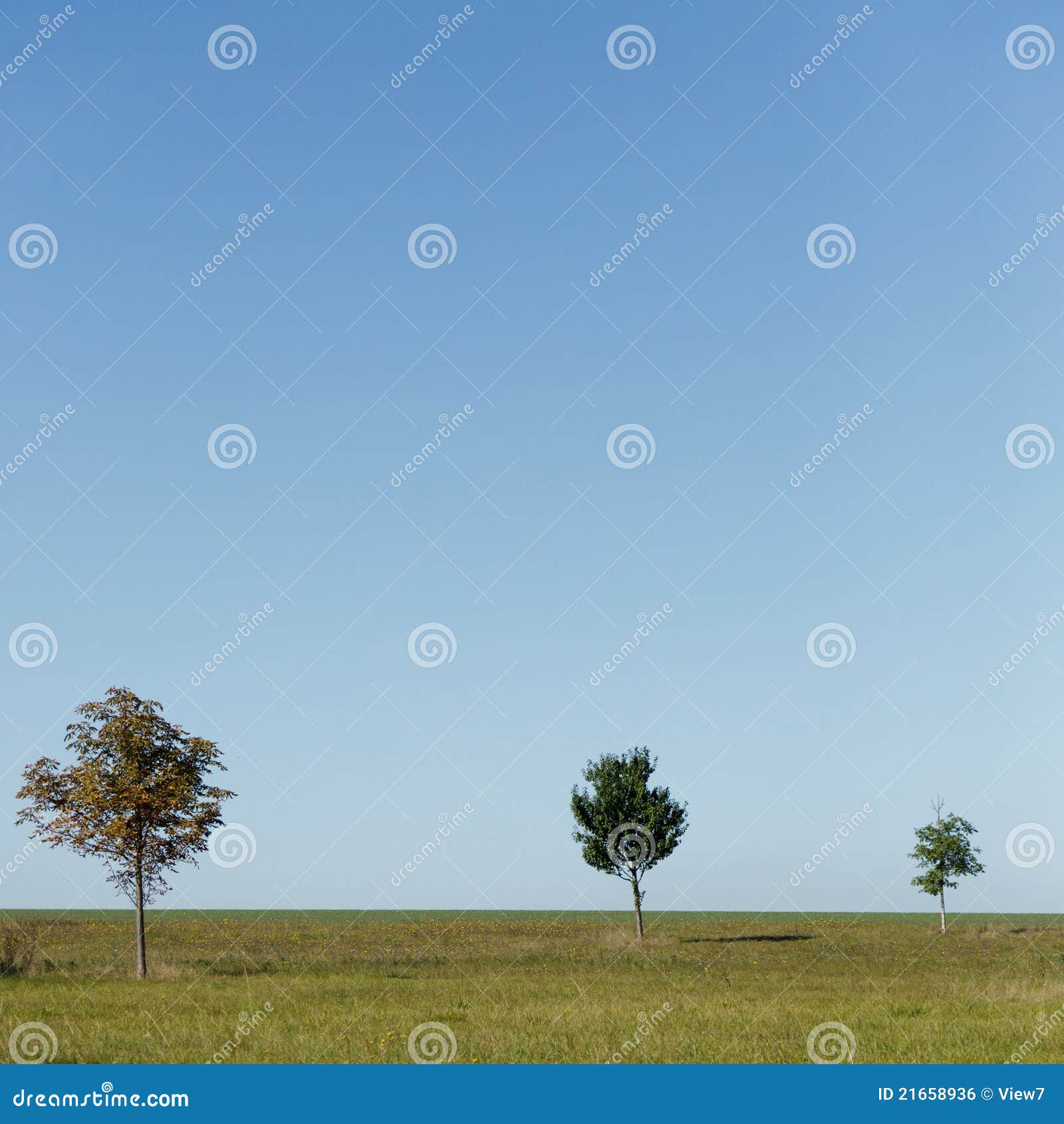 Three trees in countryside stock photo. Image of outdoors - 21658936