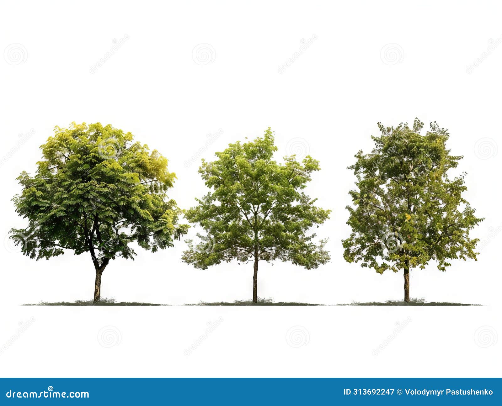 Three Trees in Different Colors and Sizes Stock Image - Image of nature ...