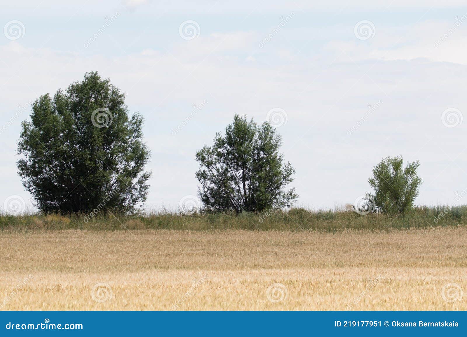 Three Trees of Different Sizes Stock Image - Image of sizes, nature ...