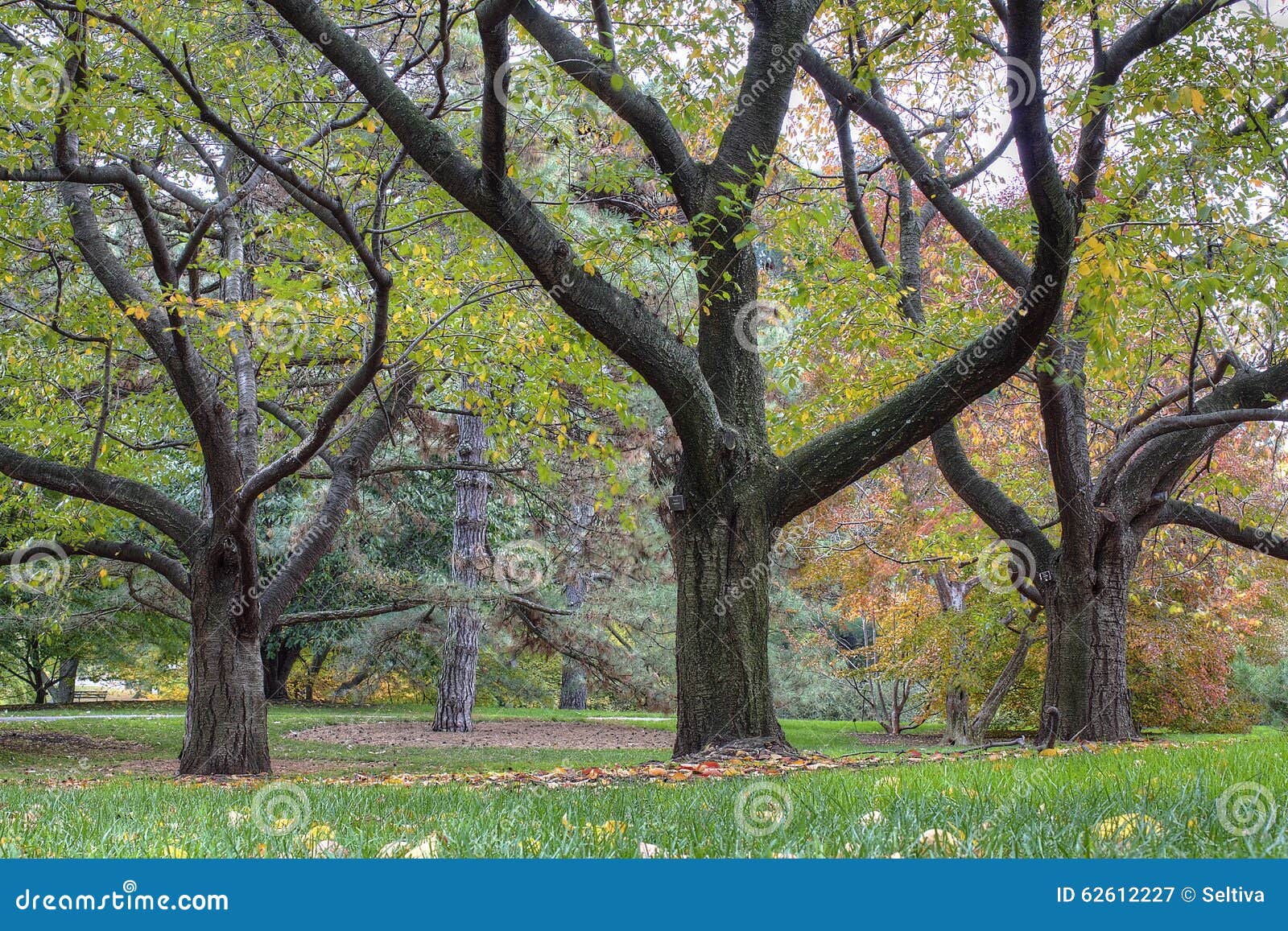 Three trees in fall stock image. Image of environment - 62612227