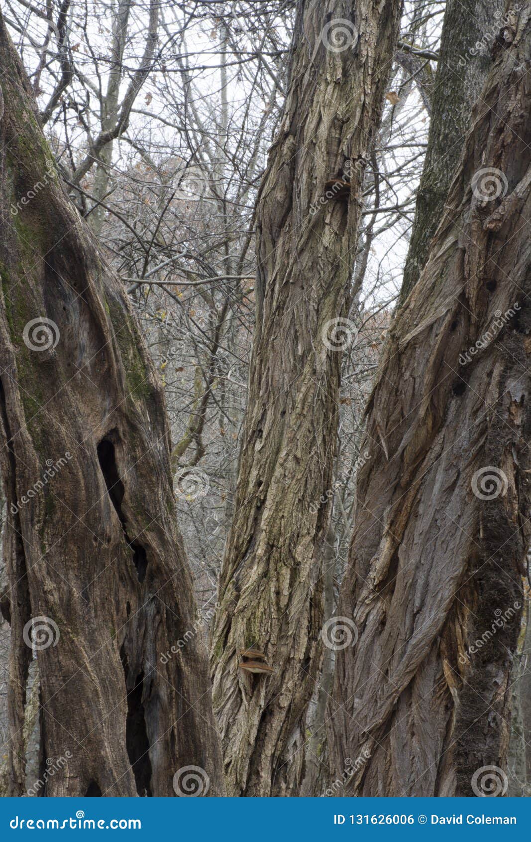 Three trees in the forest stock photo. Image of bark - 131626006