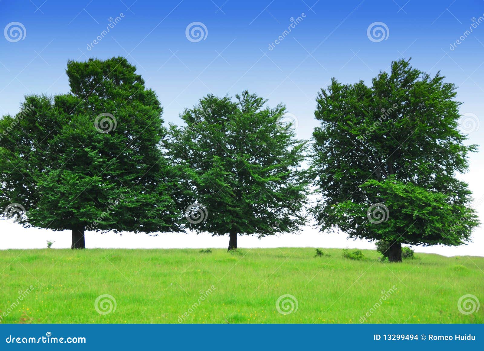 Three Trees on a Green Field Stock Photo - Image of three, blue: 13299494