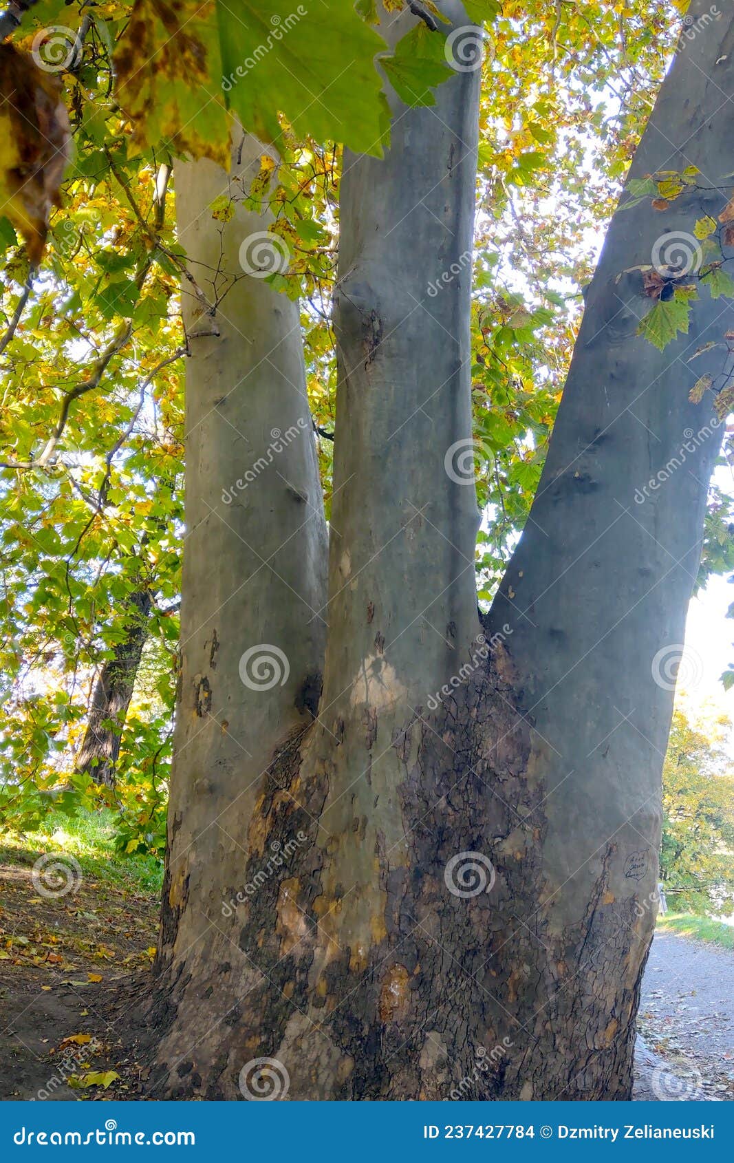 Three Trees Grow Together in the Park. Stock Photo - Image of cheerful ...