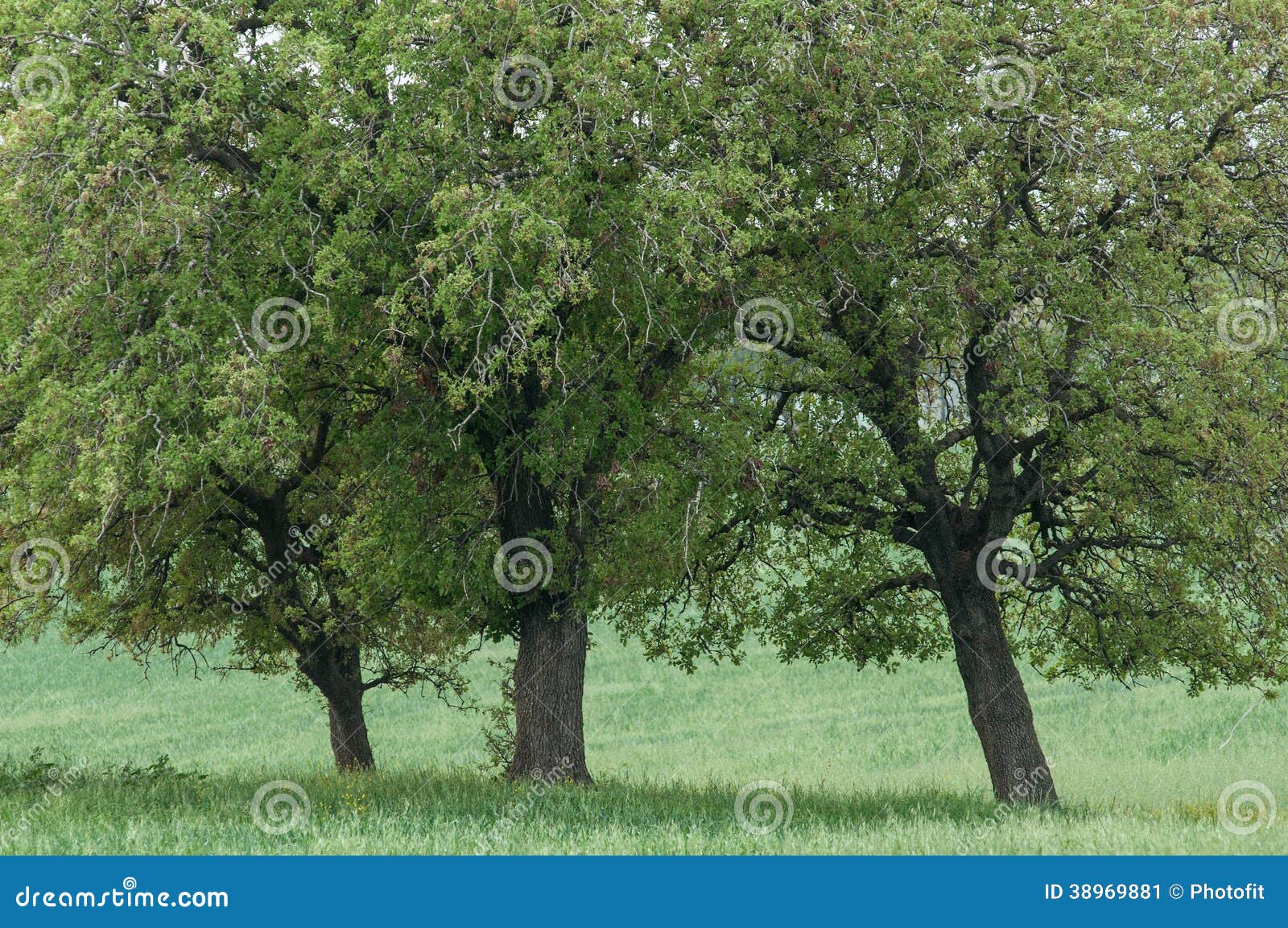 Three Trees Growing in the Green Field Stock Image - Image of farm ...