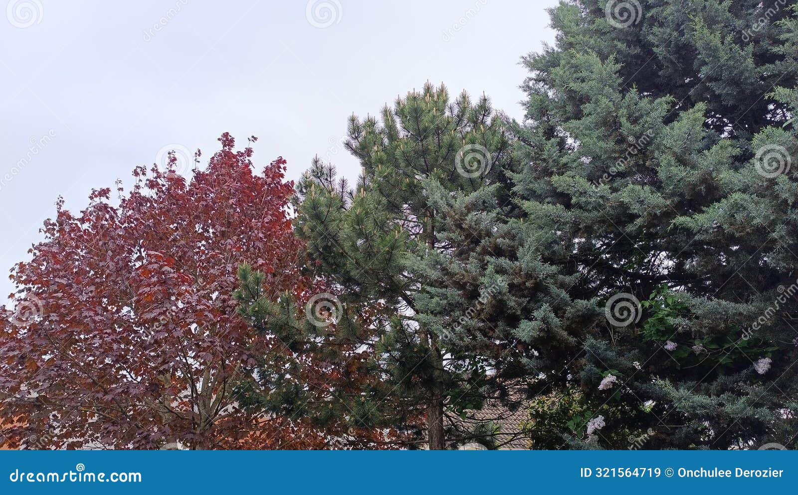 Tricolor Tree stock image. Image of tree, colors, flower - 321564719