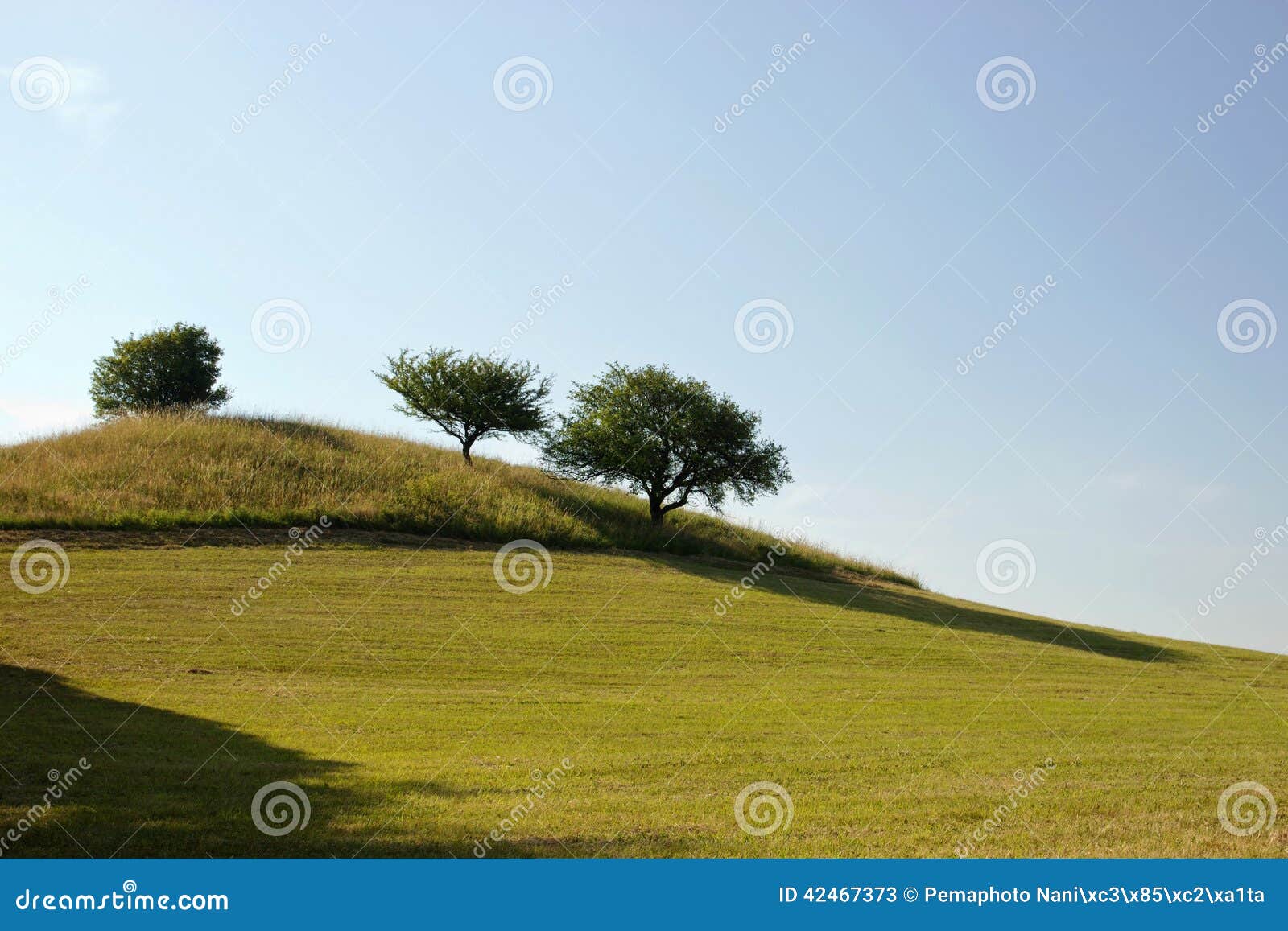 Three Trees stock image. Image of trees, forest, meadow - 42467373