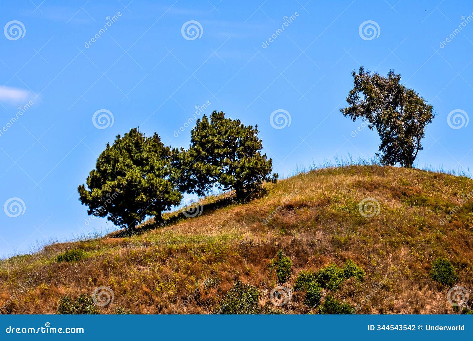 Three Trees are on a Hillside, with One Tree in the Foreground Stock ...