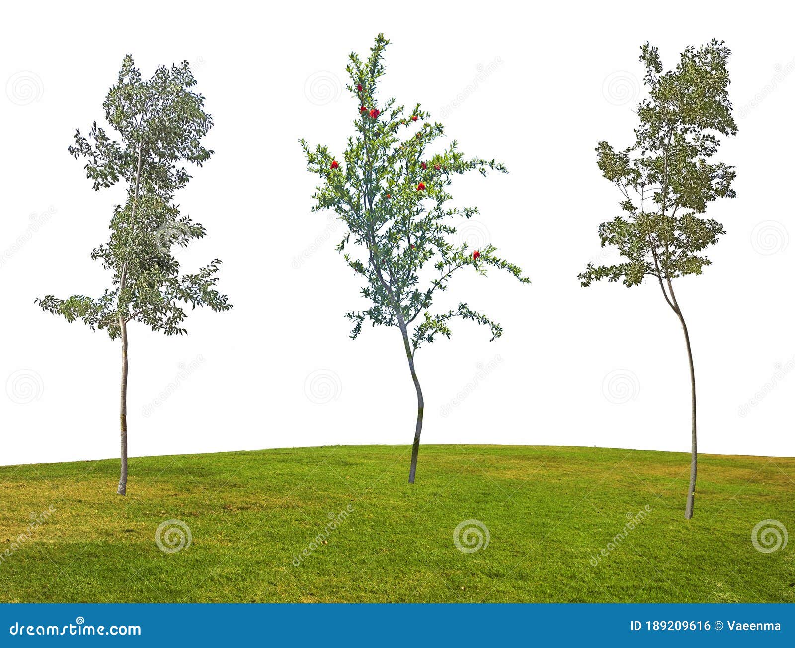 Trees Isolated on White Background Stock Photo - Image of meadow ...