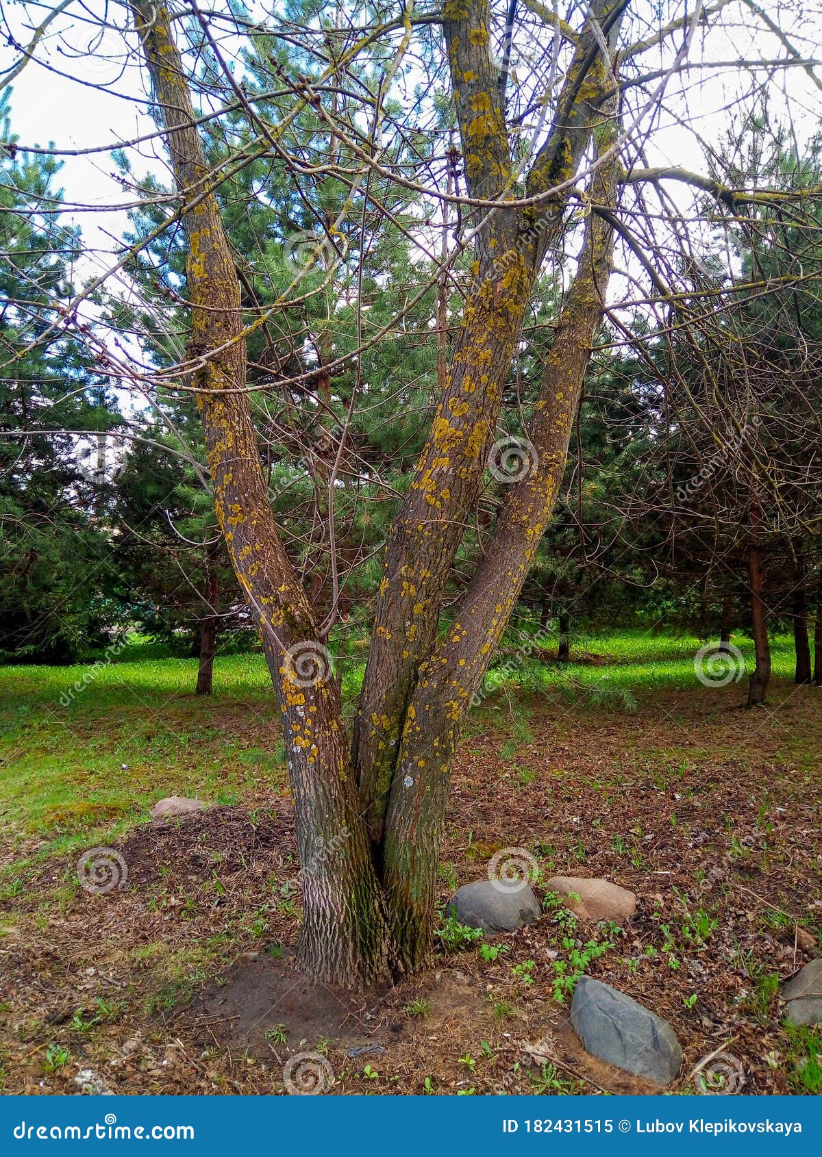 Three Trees Joined Together. Time of Year-spring Stock Image - Image of ...