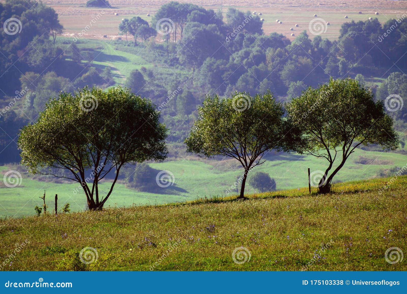 Three trees stock photo. Image of mountains, green, nature - 175103338