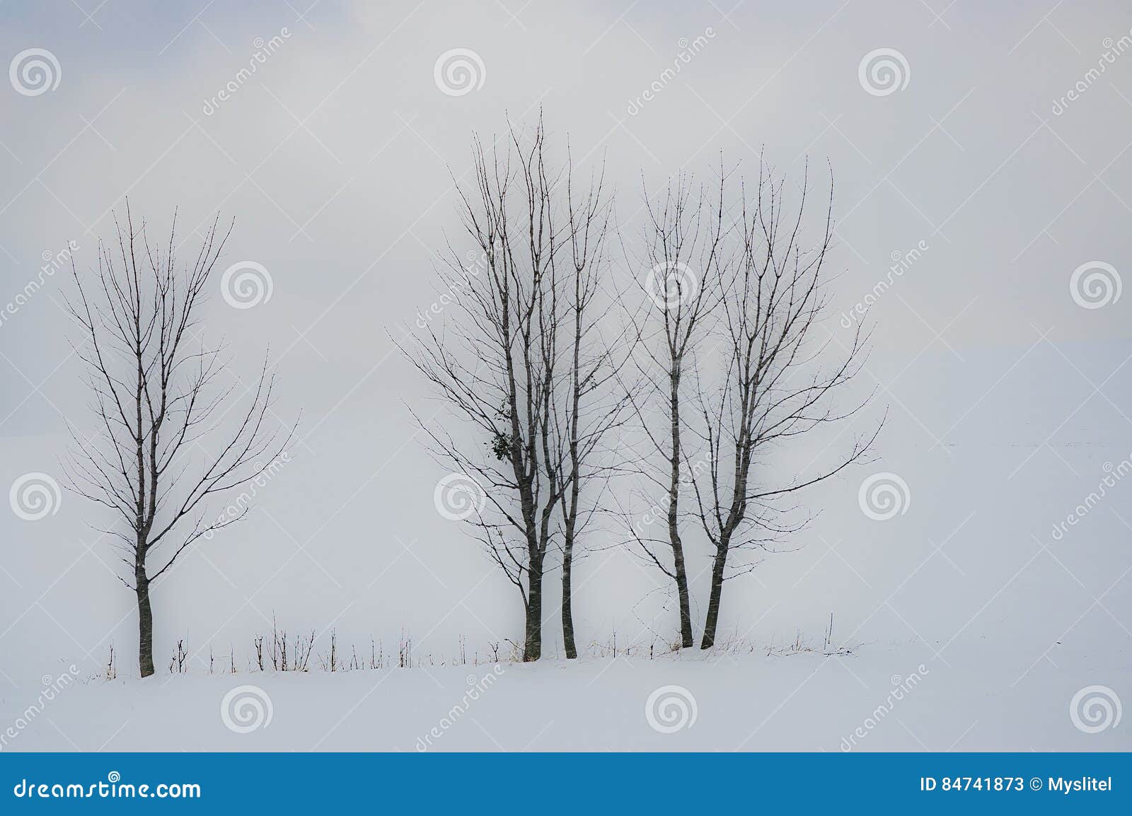 Three Trees in the Landscape Stock Image - Image of weather, winter ...