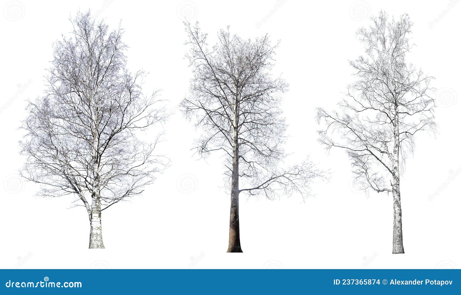 Three Large Bare Trees Isolated on White Stock Photo - Image of nature ...