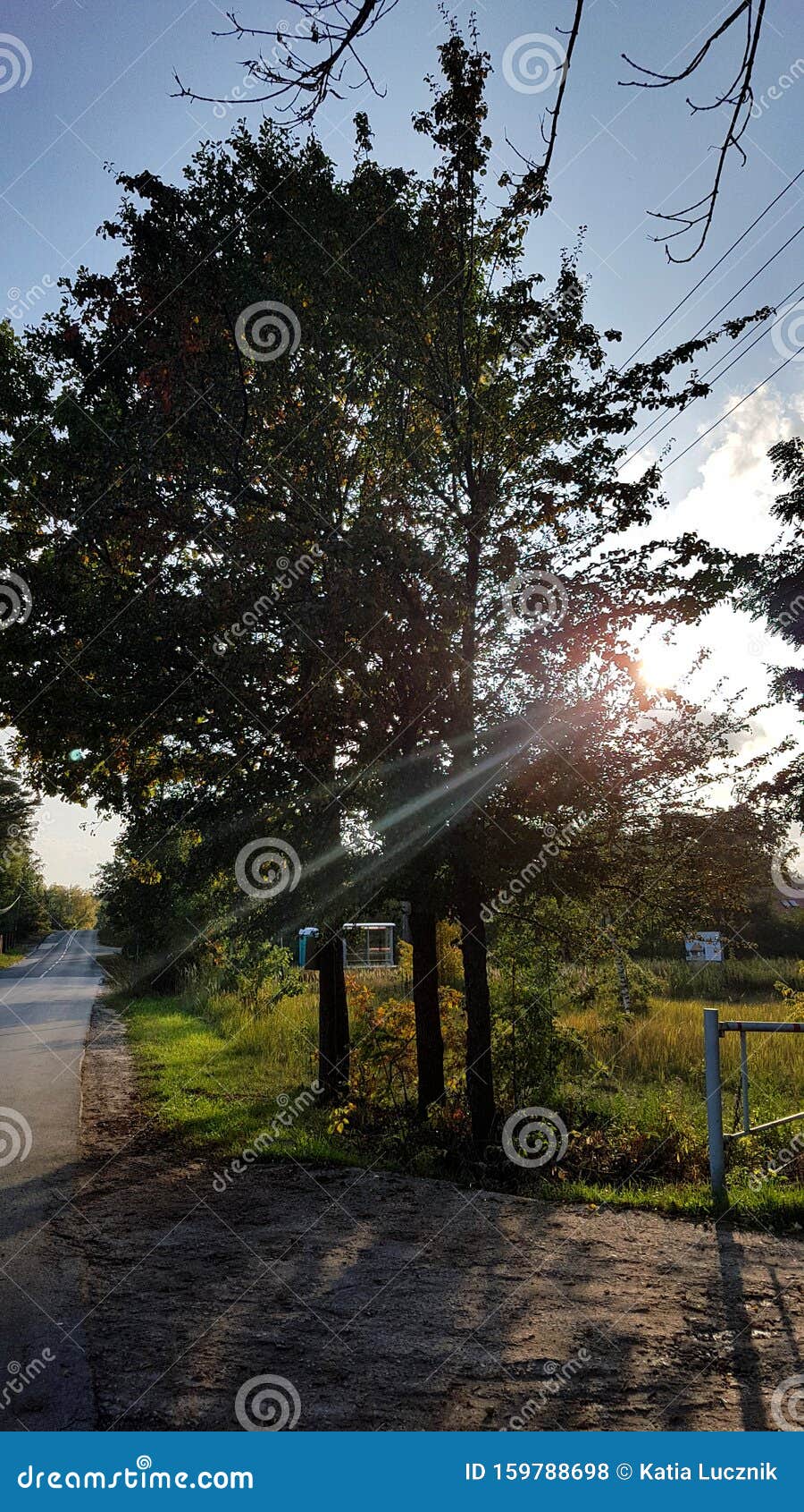 Three Trees in the Morning Sun. Stock Photo - Image of morning, trees ...