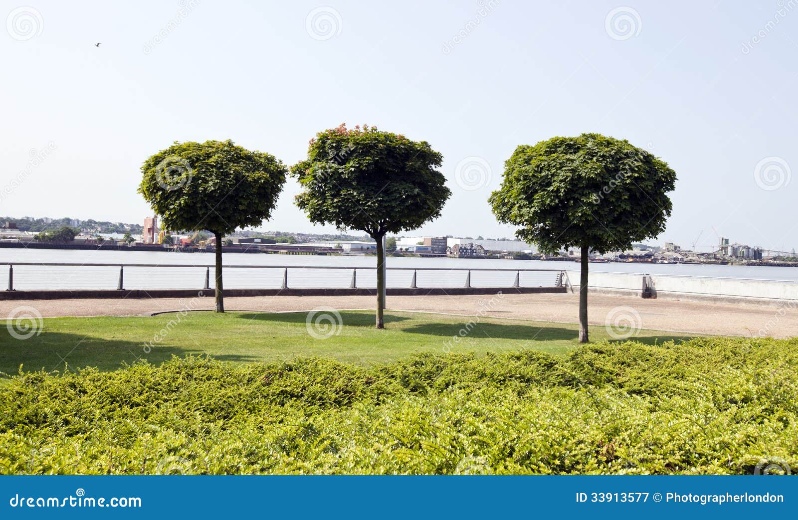 Three Trees Planted by River in City Stock Image - Image of london ...