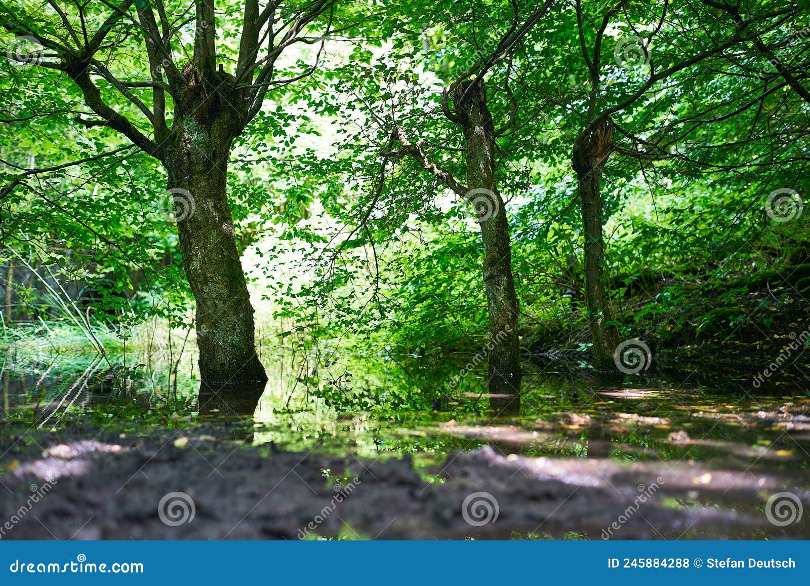 Three Trees in a Puddle stock photo. Image of colorful - 245884288