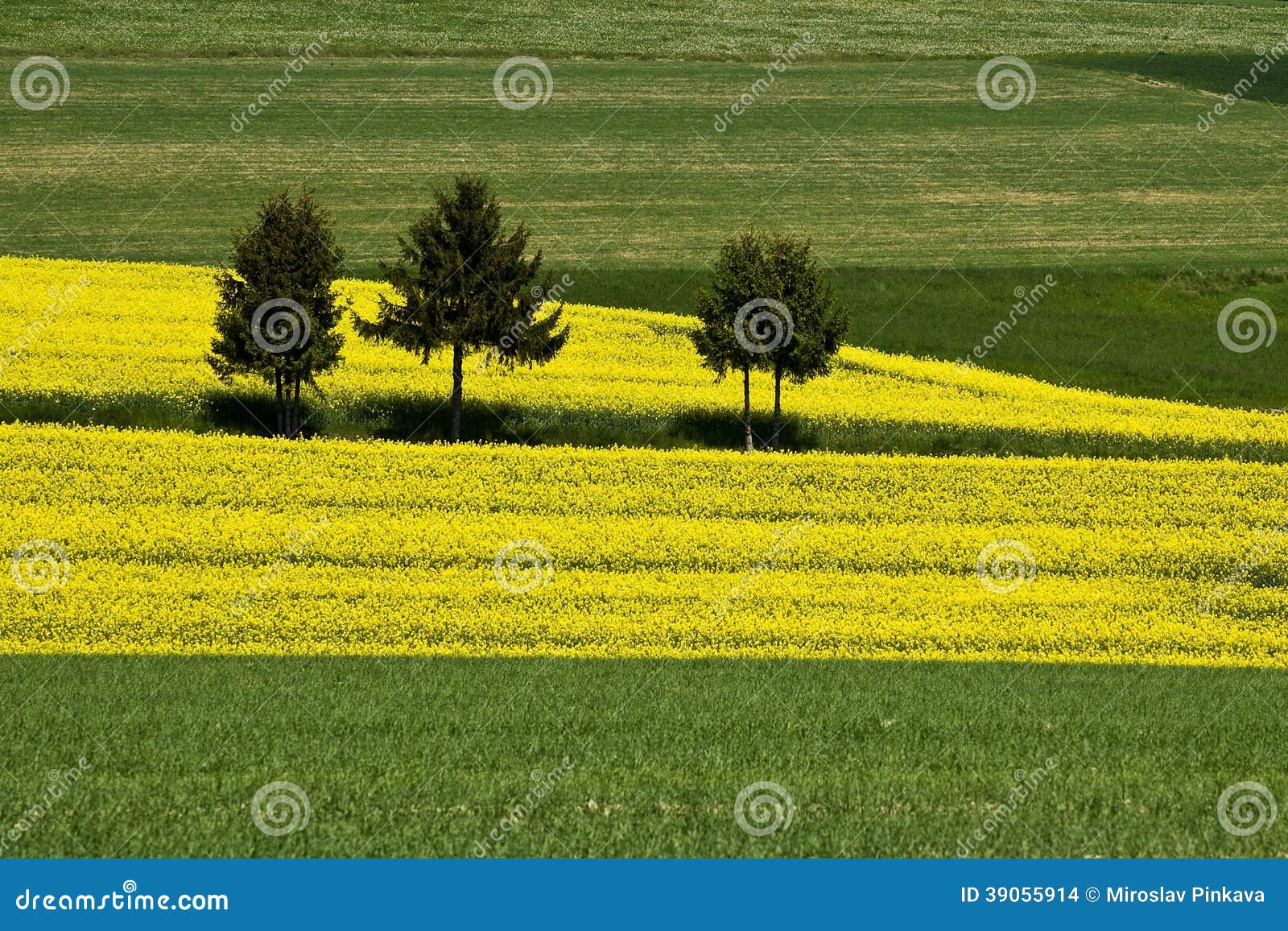 Three Trees in Rapeseed Field Stock Photo - Image of horizon ...