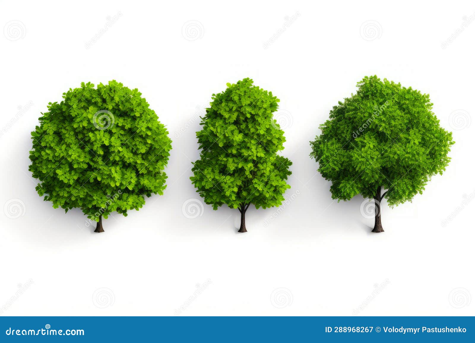 Three Trees are Shown in Three Different Stages of Growth, One is Green ...