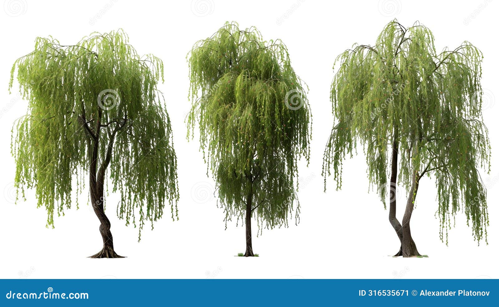 Three Trees with Different Colored Leaves, One is Yellow, One is Red on ...