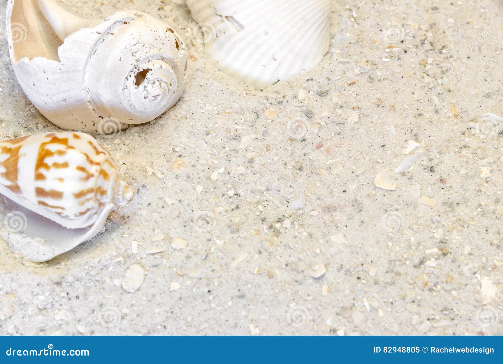 Three Tropical Shells on Sandy Beach Vacation Background Stock Image ...
