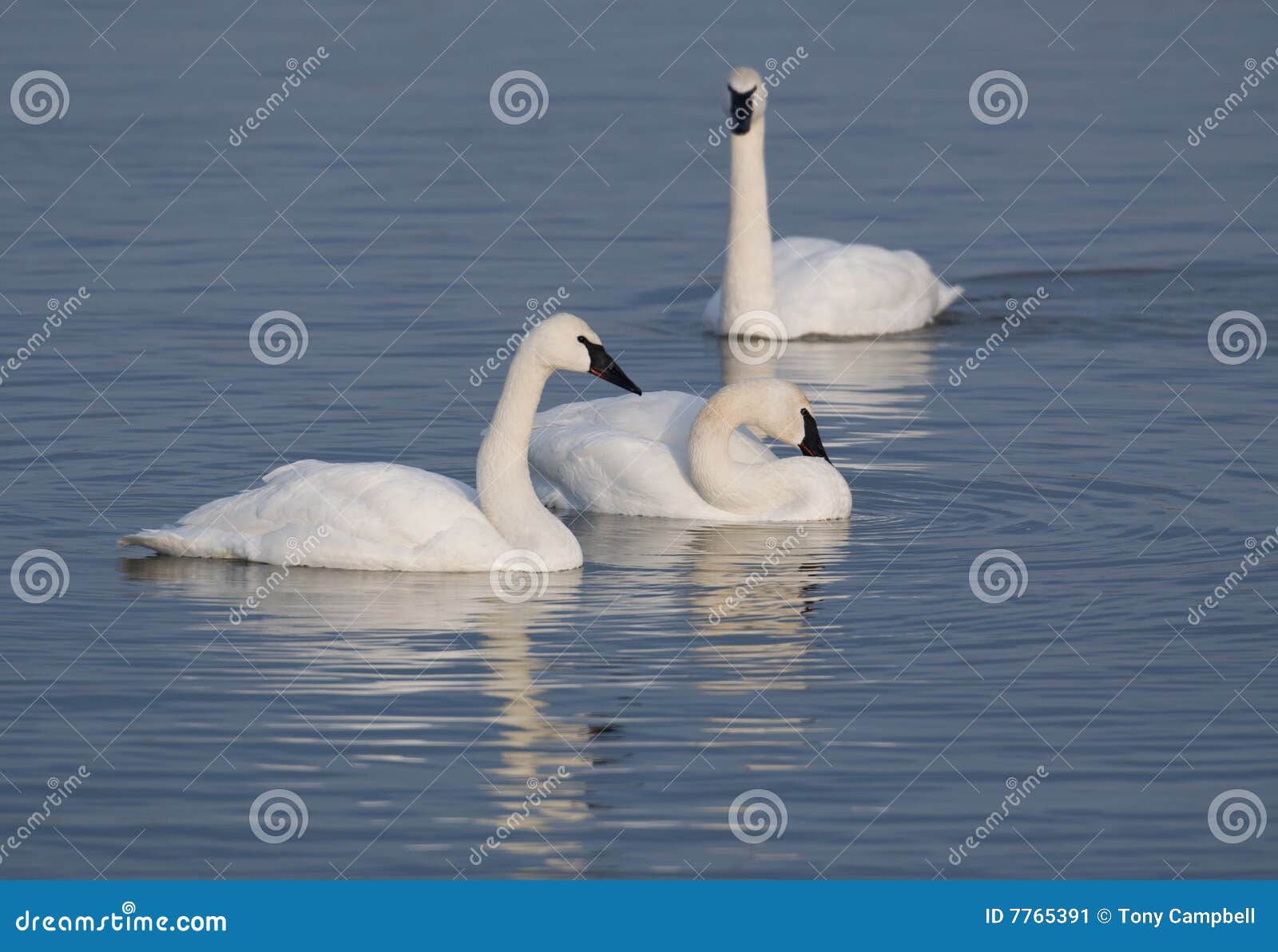 Three Trumpter Swans and Blue Water Stock Image - Image of outdoors ...