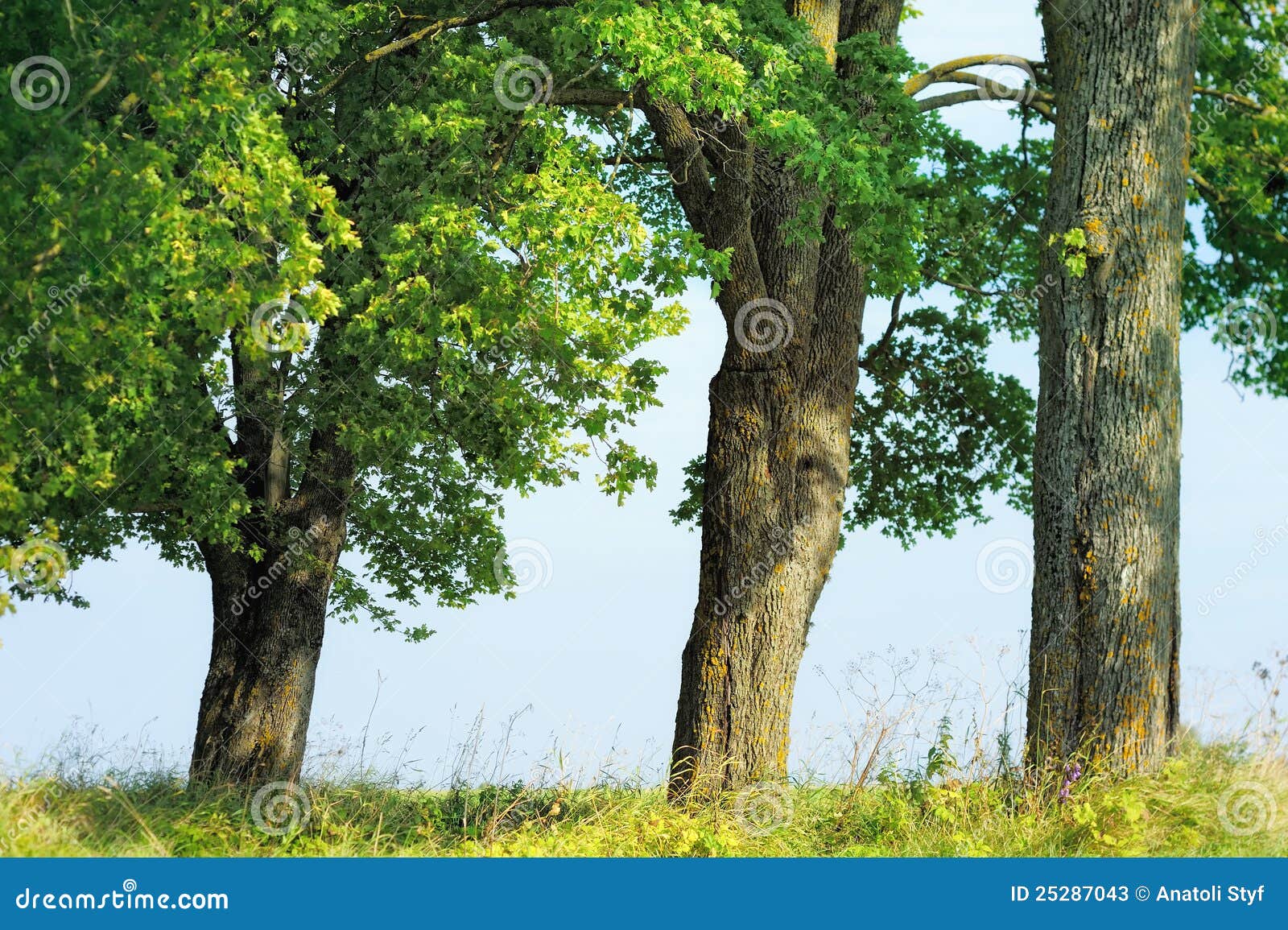 Three trunk stock image. Image of tree, wildlife, park - 25287043