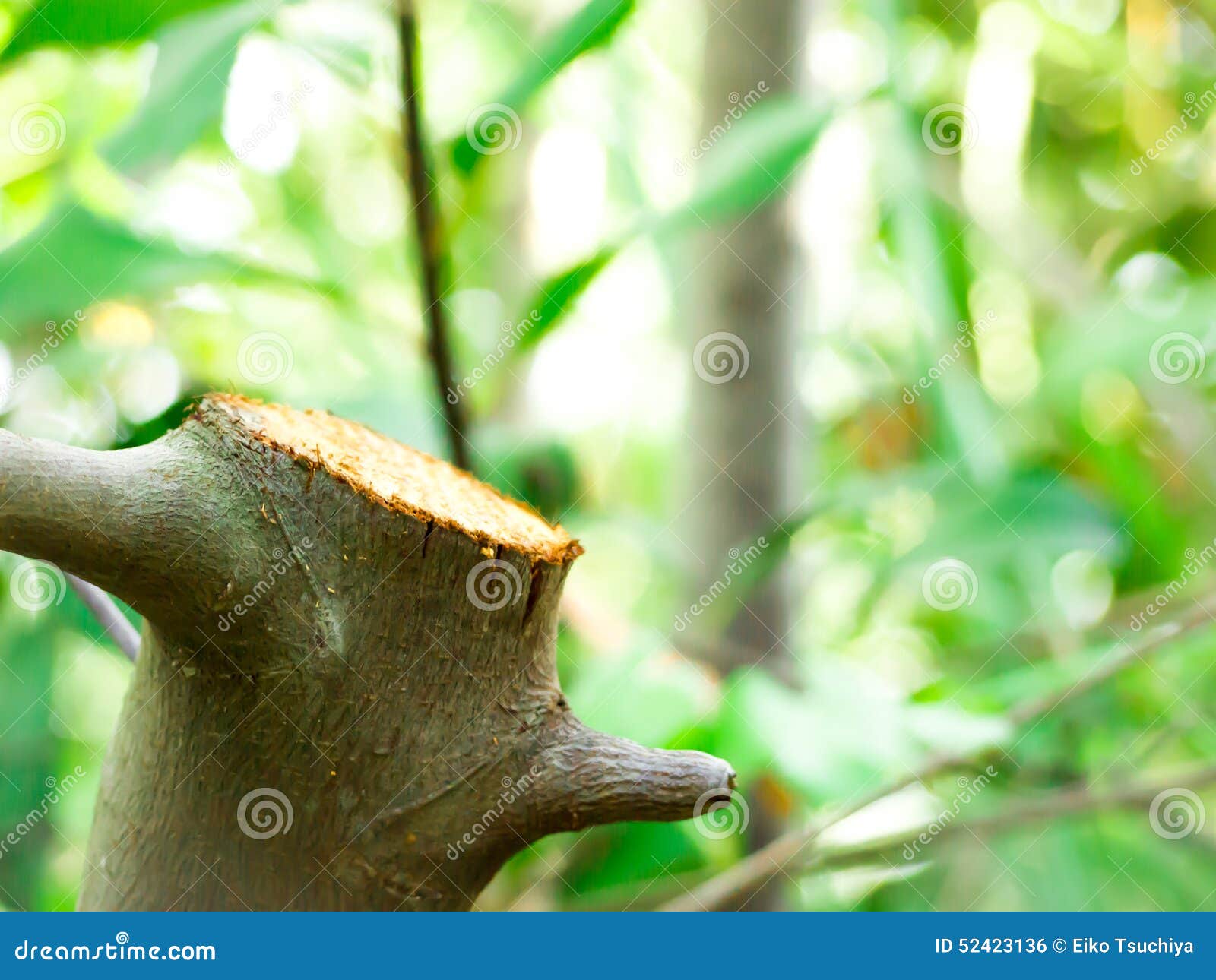 The Three Trunk in the Forest Stock Photo - Image of lumber, tree: 52423136