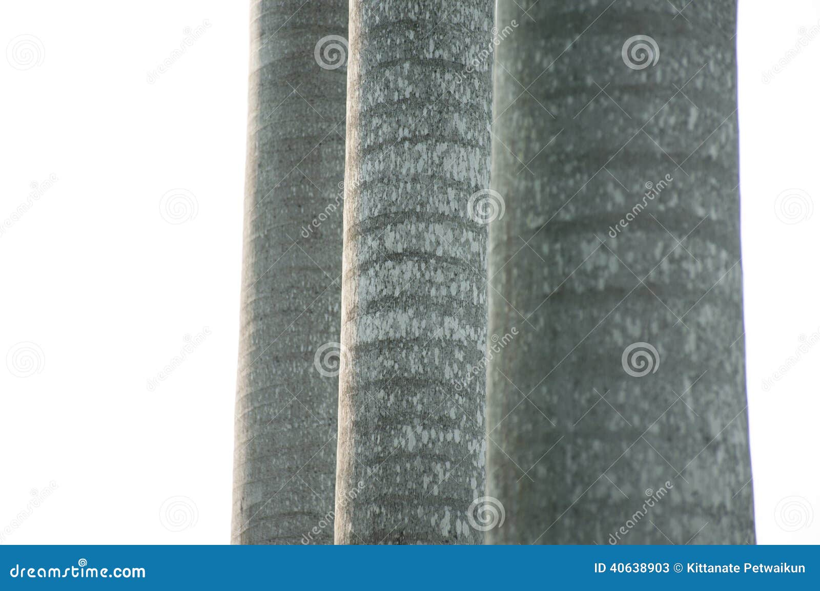 Three Trunks stock image. Image of graphic, tree, natural - 40638903