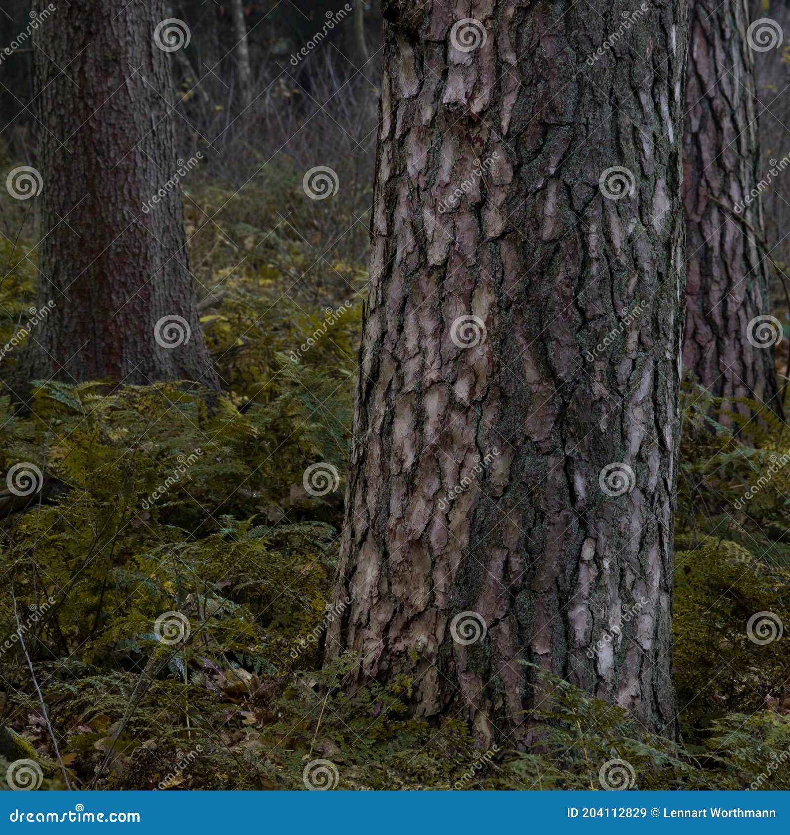 Three Trunks of Different Pine Trees with Close Up Texture of the First ...