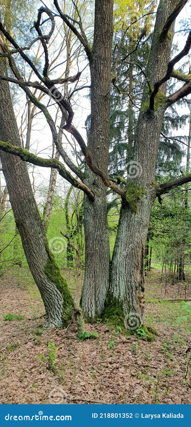 Three Trunks of Oak Tree in Spring Forest Stock Photo - Image of green ...