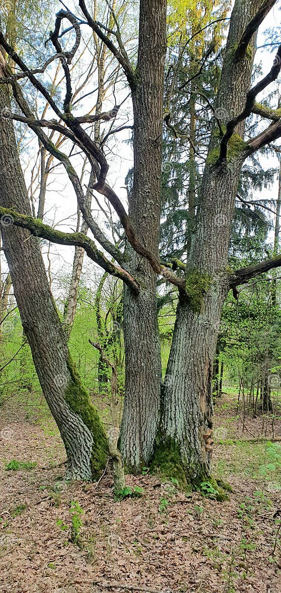 Three Trunks of Oak Tree in Spring Forest Stock Photo - Image of green ...