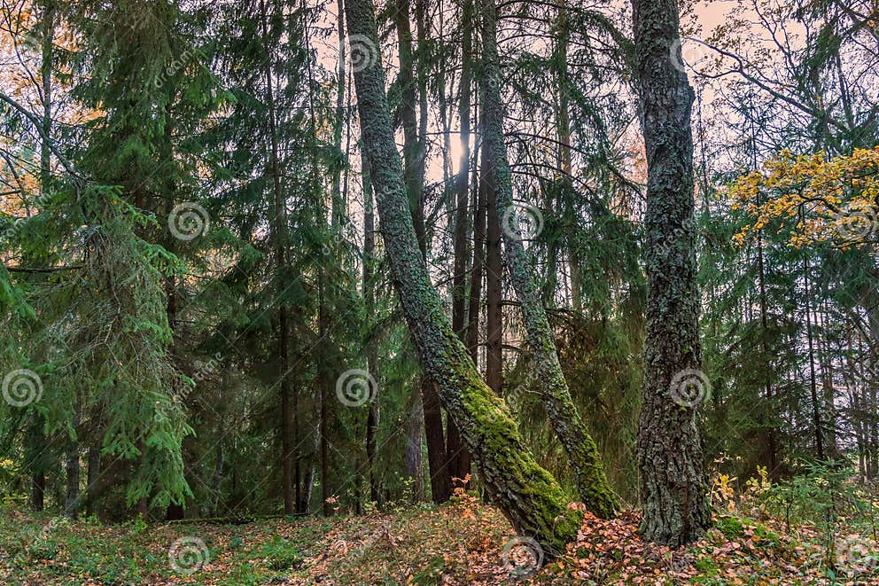 Three Trunks from One Tree in the Forest Stock Photo - Image of nature ...