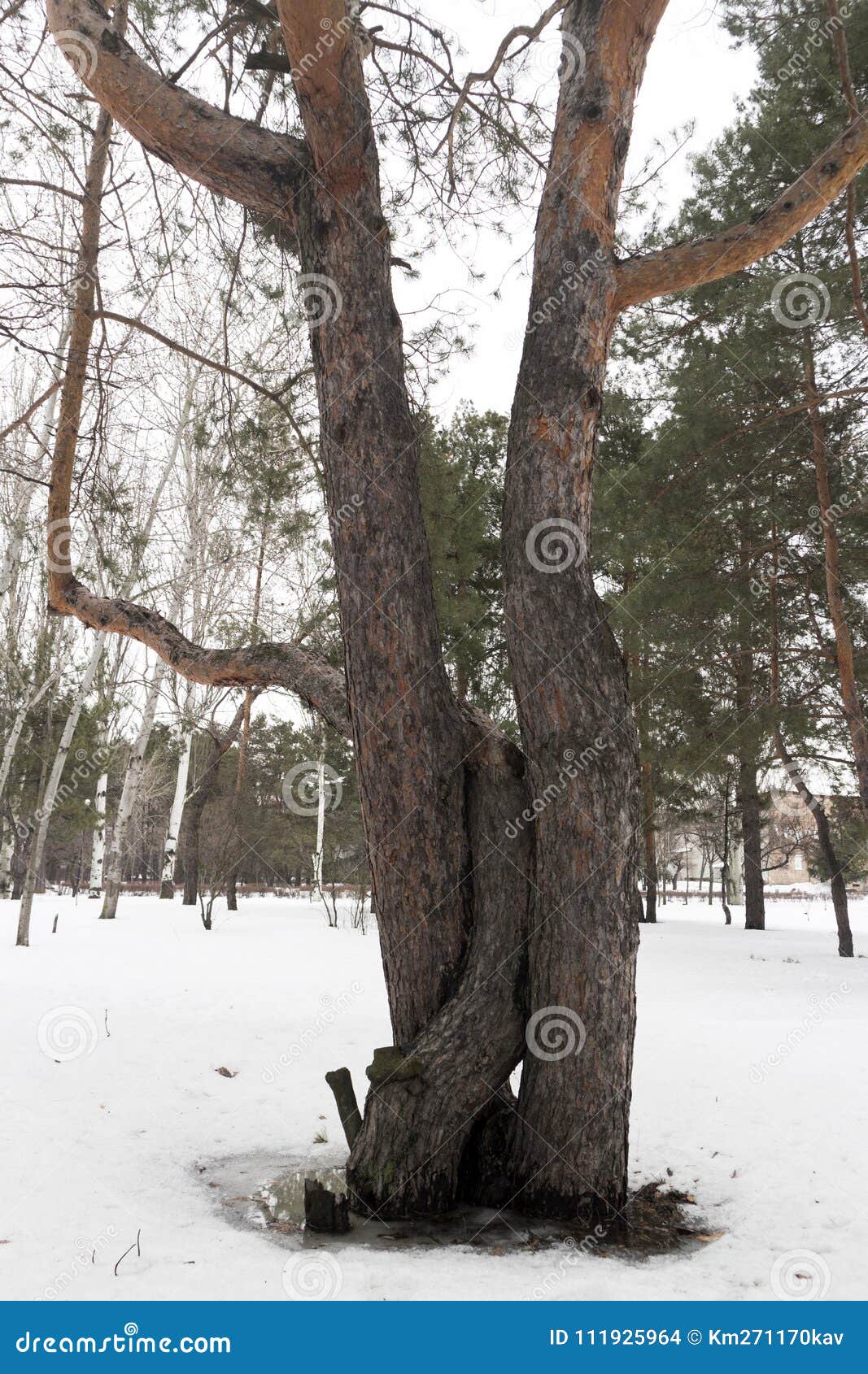 Three Trunks of Pine on a Winter Cloudy Day Stock Photo - Image of ...