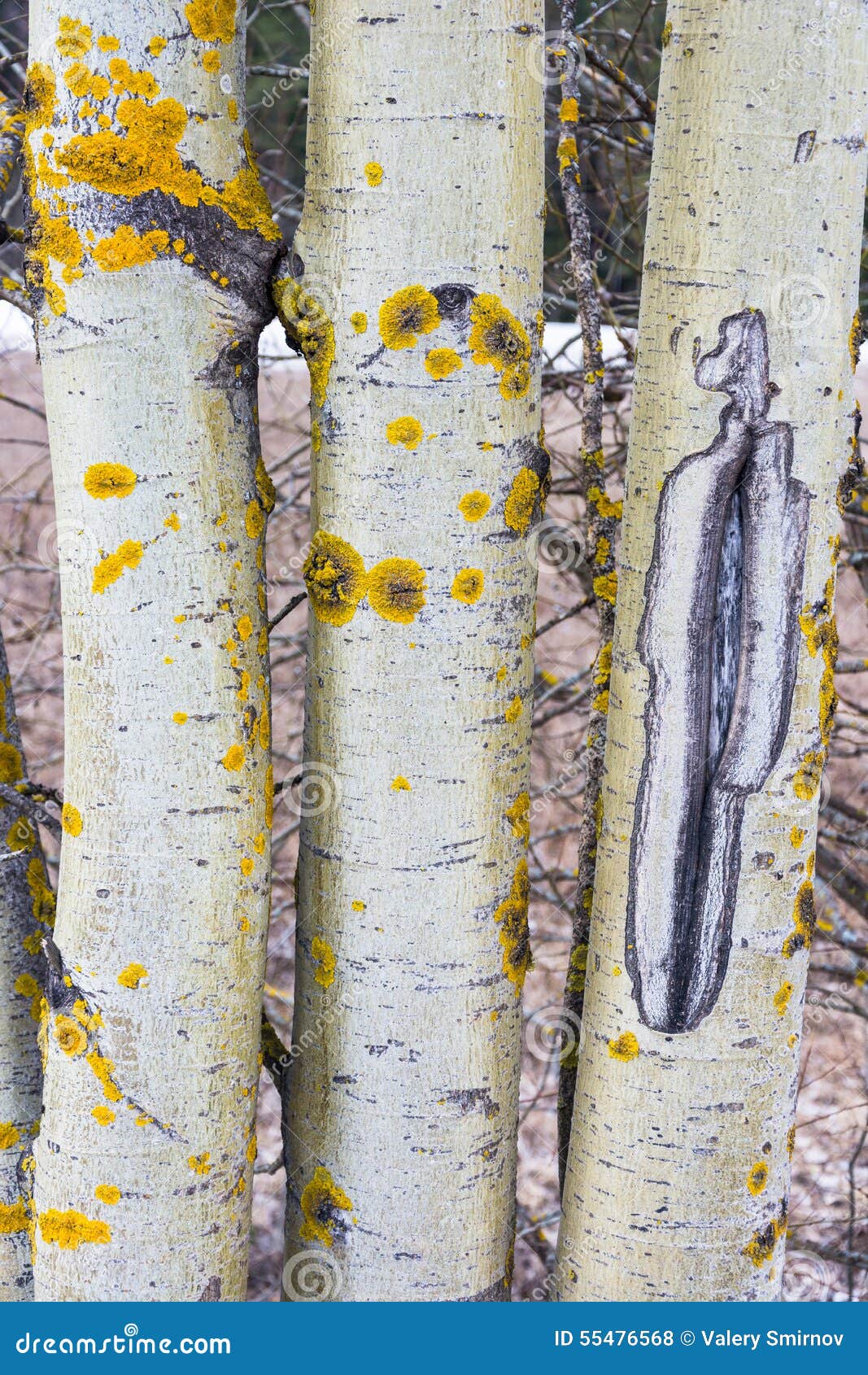 Three trunks of trees. stock photo. Image of plant, background - 55476568