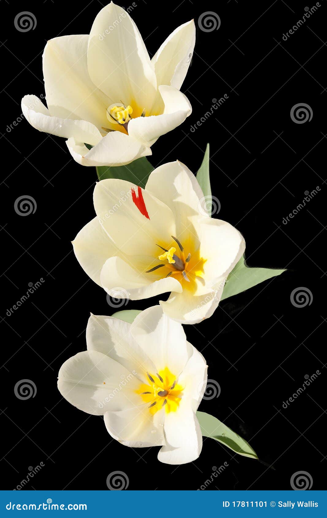 Three Tulip Centers stock image. Image of flowers, stamens - 17811101
