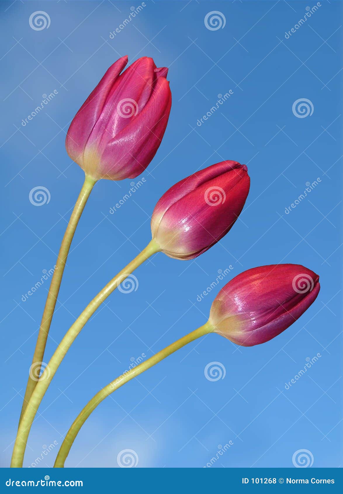 Three tulips stock photo. Image of stems, fresh, bulb, spring - 101268